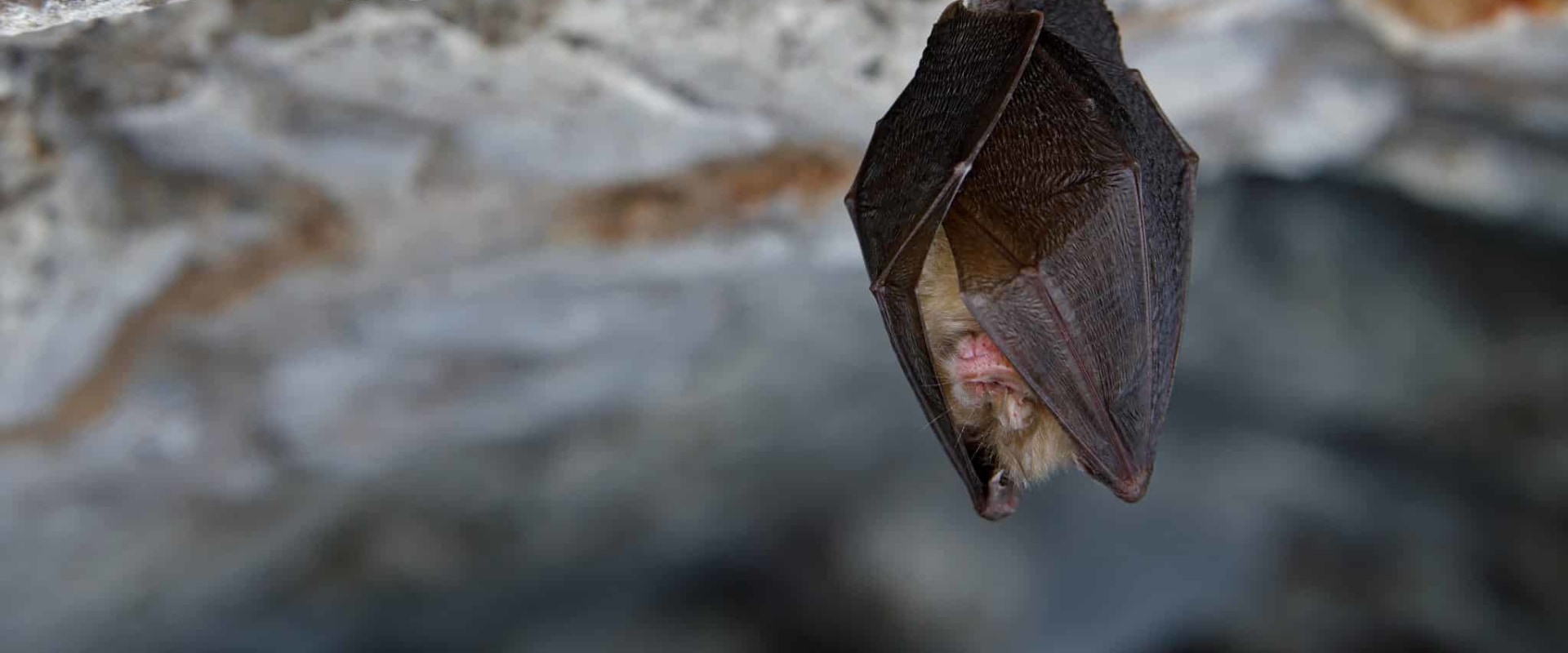 How To Use Bat Trapper Properly For Land Clearing Projects In Houston